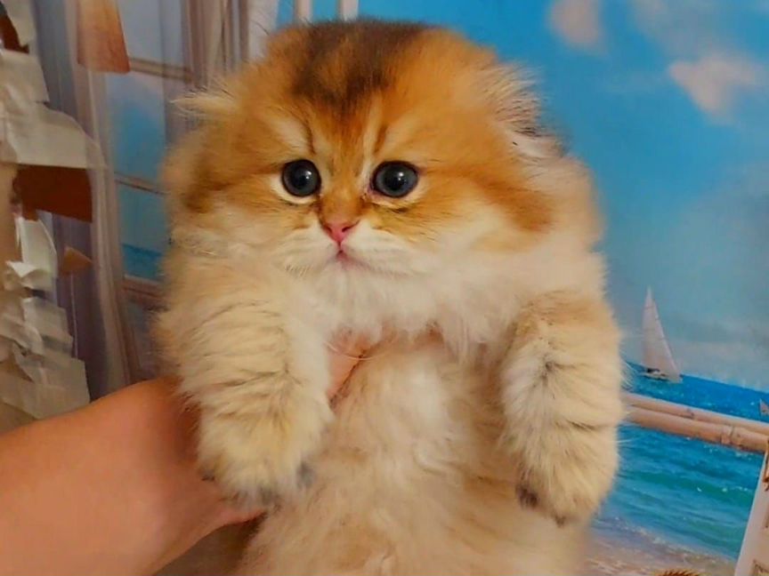 Шотландский котенок с документами
