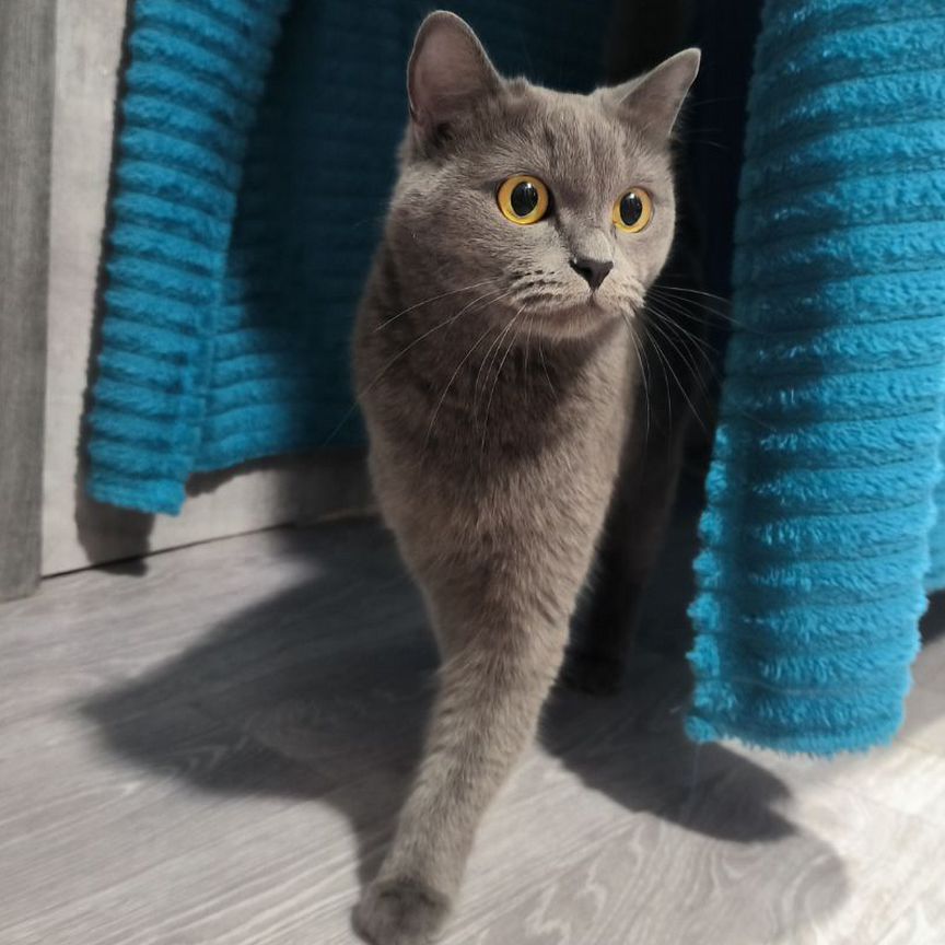 Британская короткошёрстная, взрослая кошка