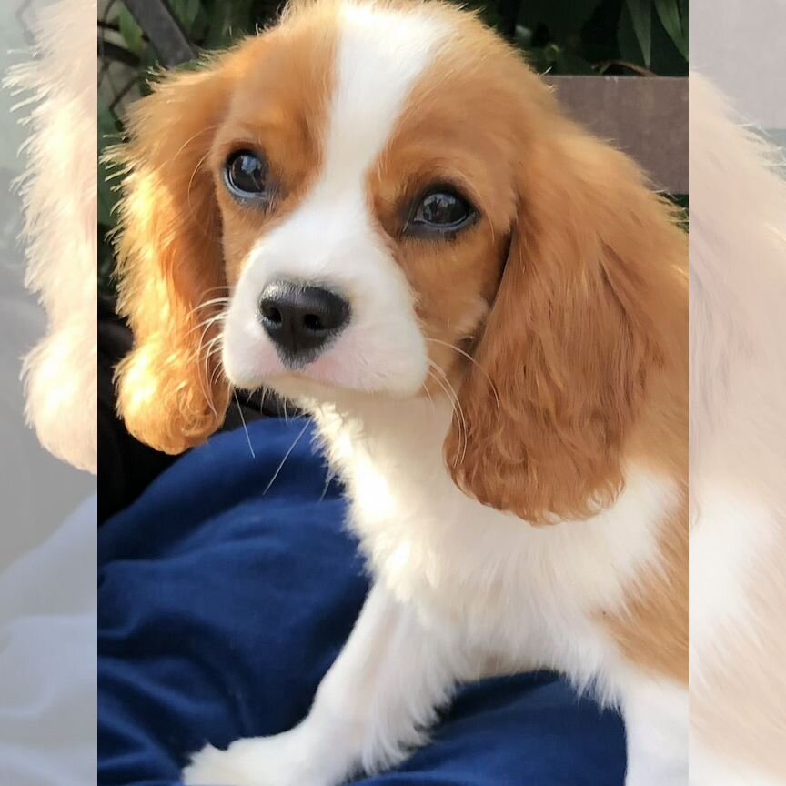 Кавалер кинг-чарльз-спаниель, щенок