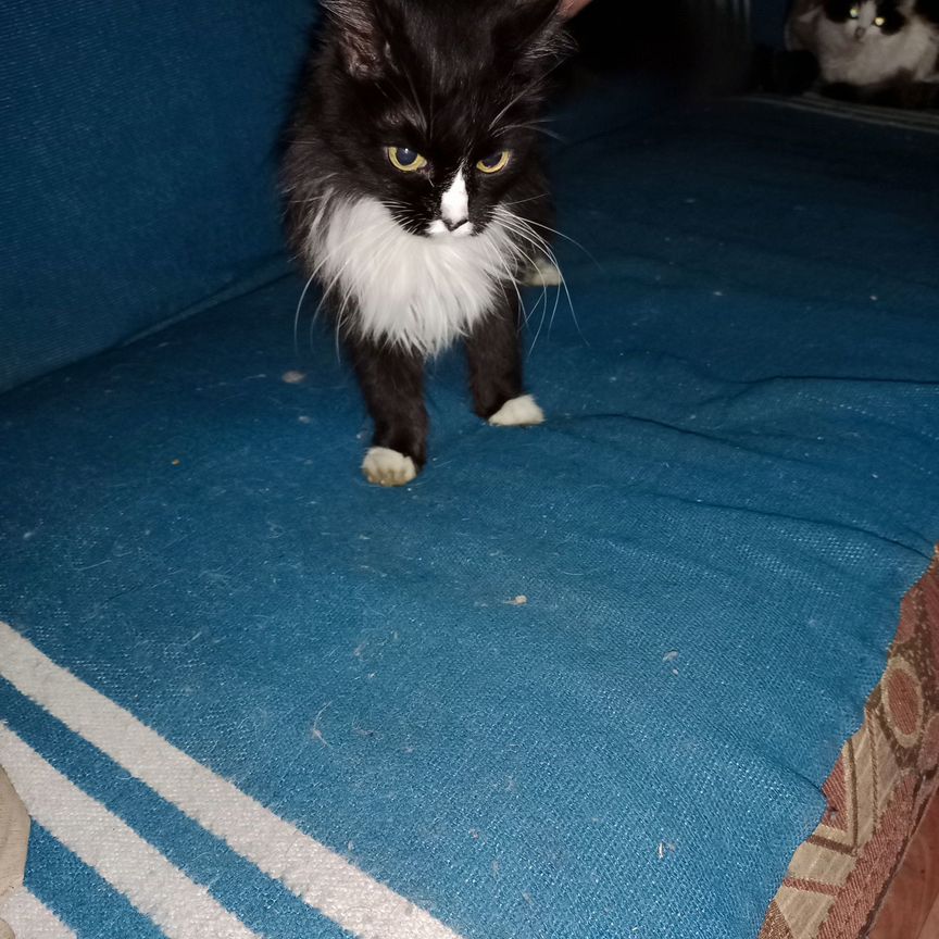 Кошечка красотка