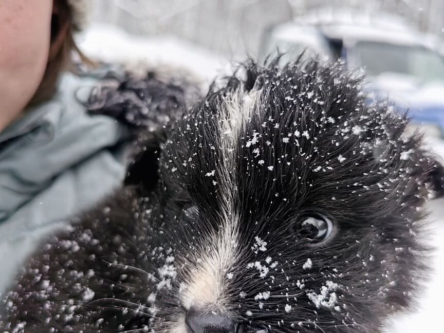 Щенки Маленькая Порода собаки Звонок