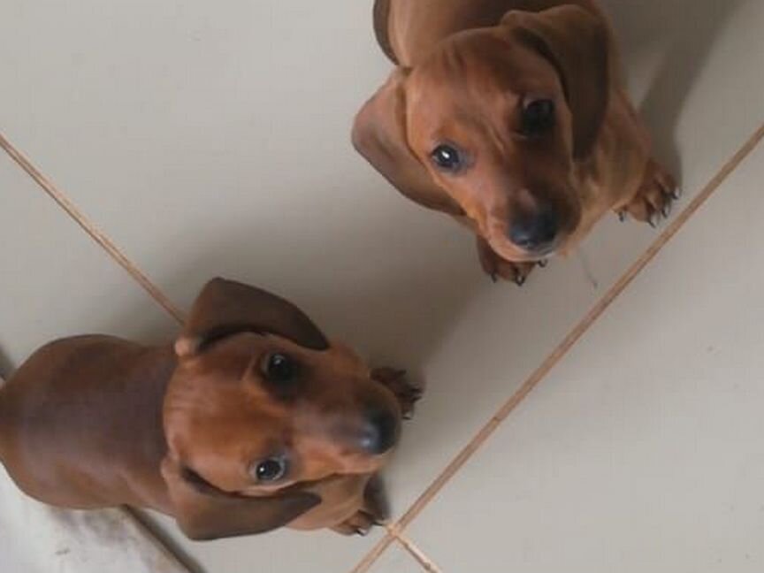 Такса полноразмерная