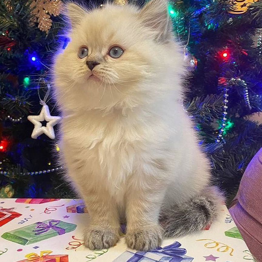 Шотландский прямоухий мальчик