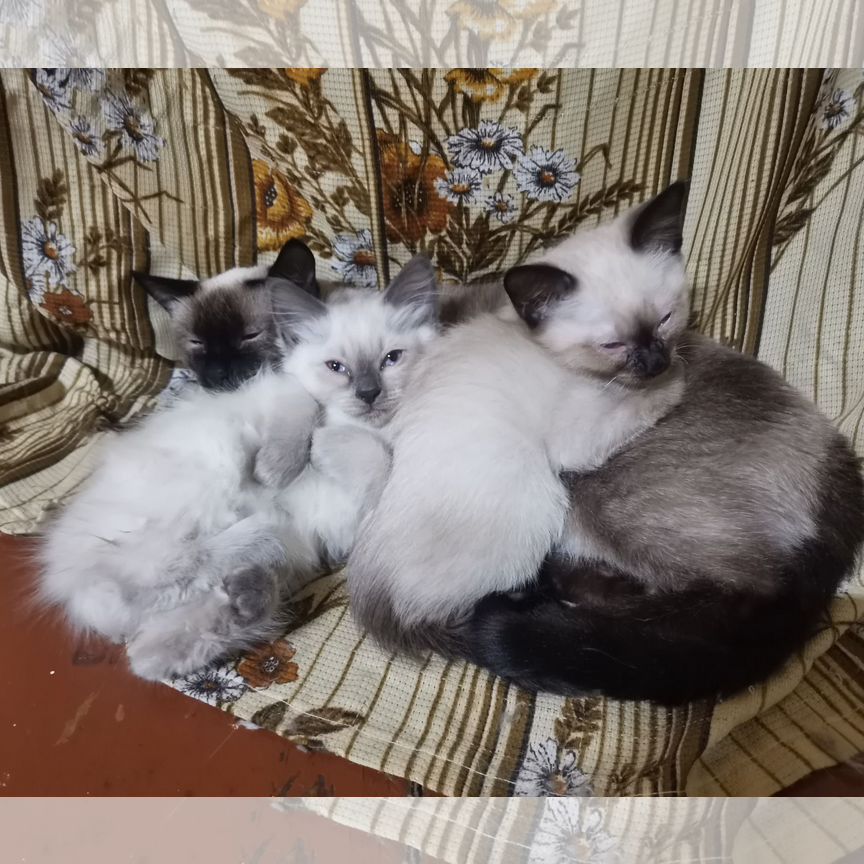 Тайские котята