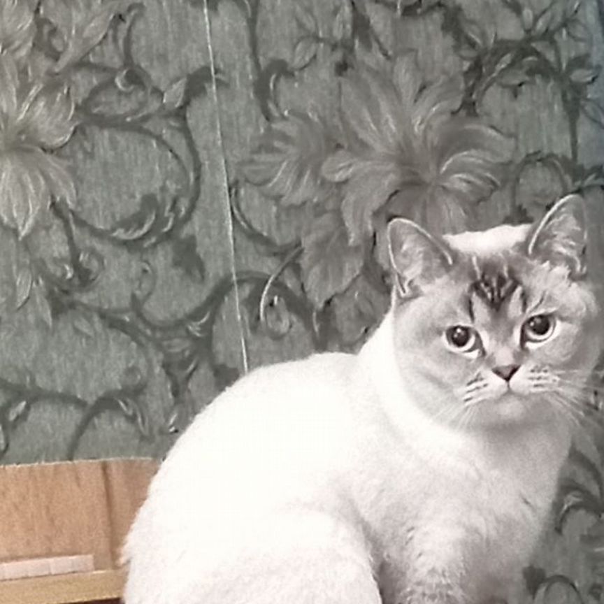 Кошечка ищет жениха