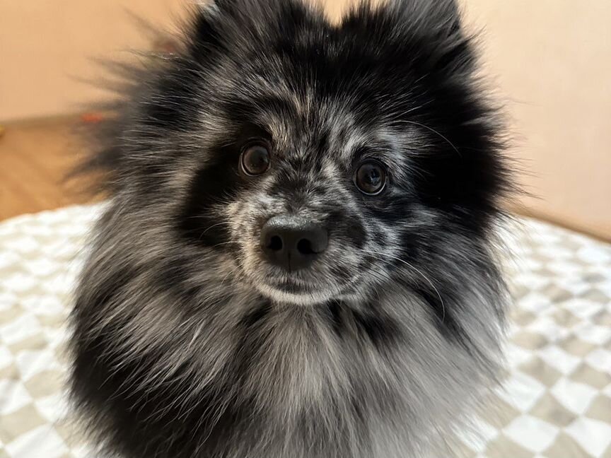 Немецкий шпиц вязка