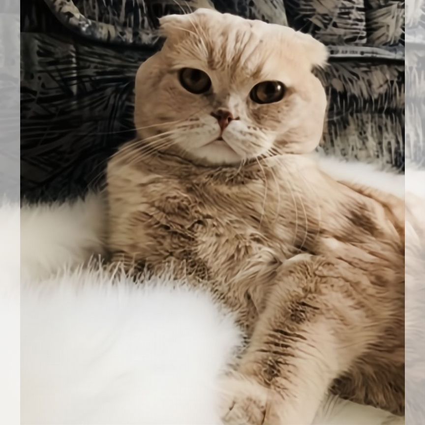 Шотландский вислоухий длинношёрстный кот, взрослый