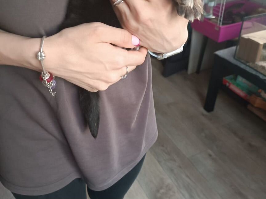 Щенок немецкой овчарки