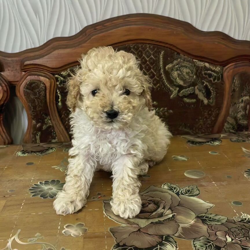 Той-пудель, щенок