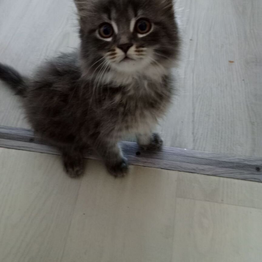 Котенок. Котик, 2 месяца