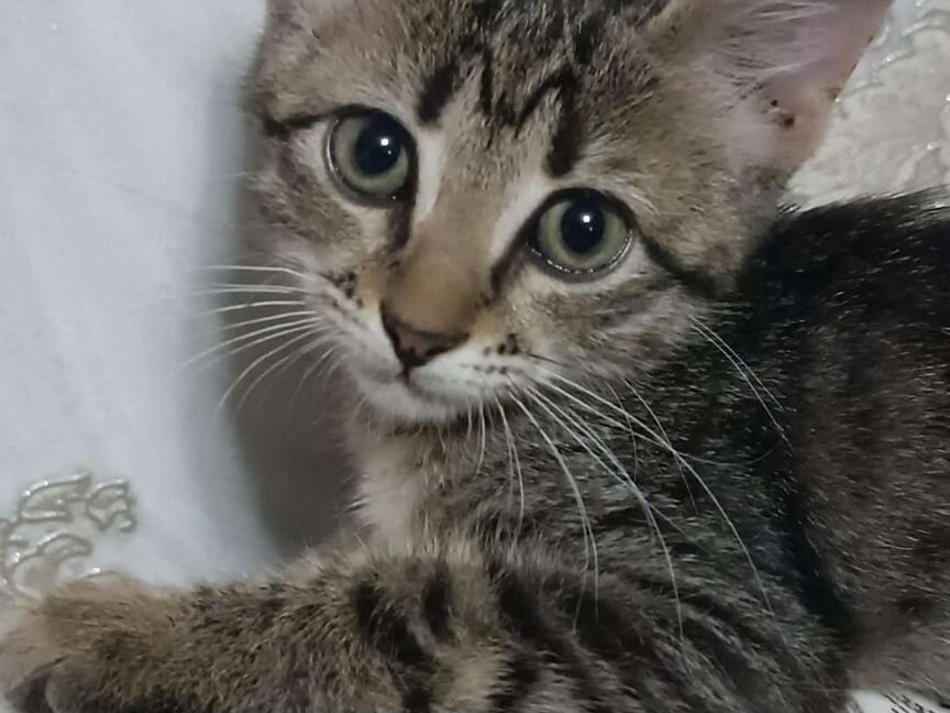 Усатая-полосатая