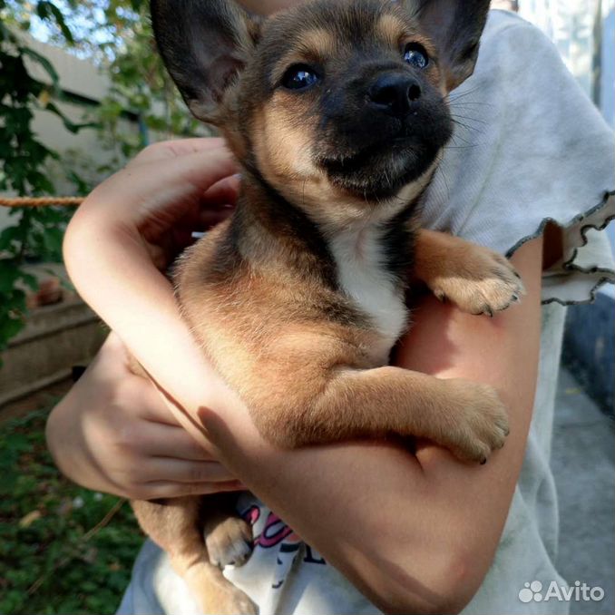 Щенки мальчики в добрые руки, будут маленькие