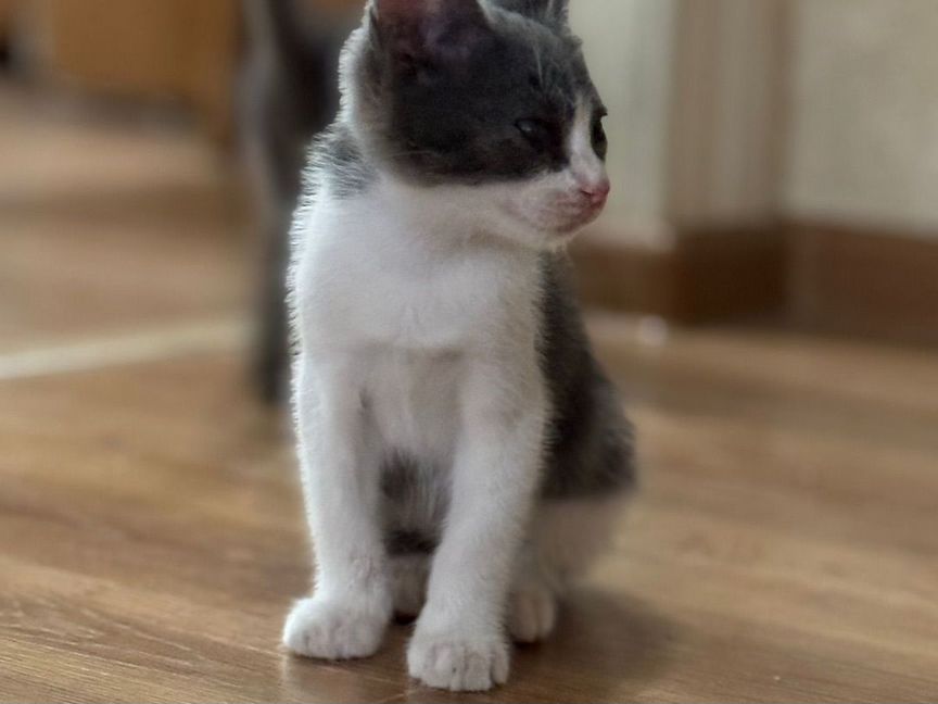 Котики бесплатно