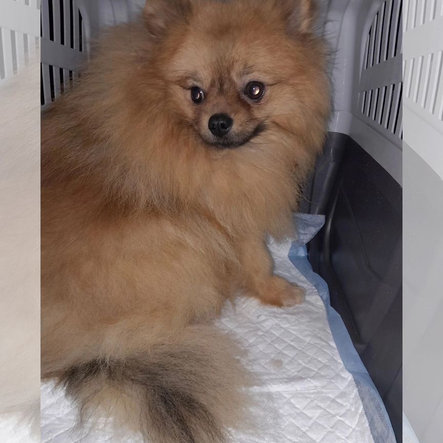 Кобель, шпиц