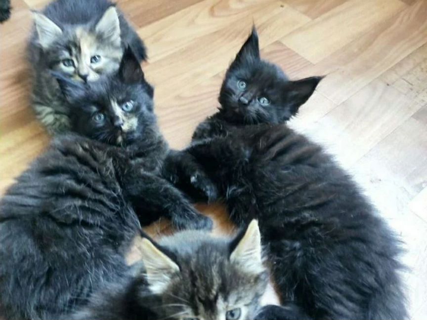 Шикарные ласковые малыши Mein Coon