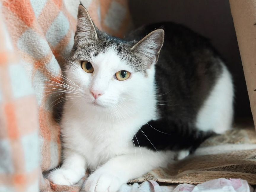 Кошка из приюта: Бейлис