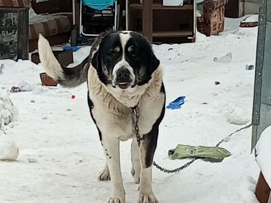 Собака в добрые руки отдам бесплатно