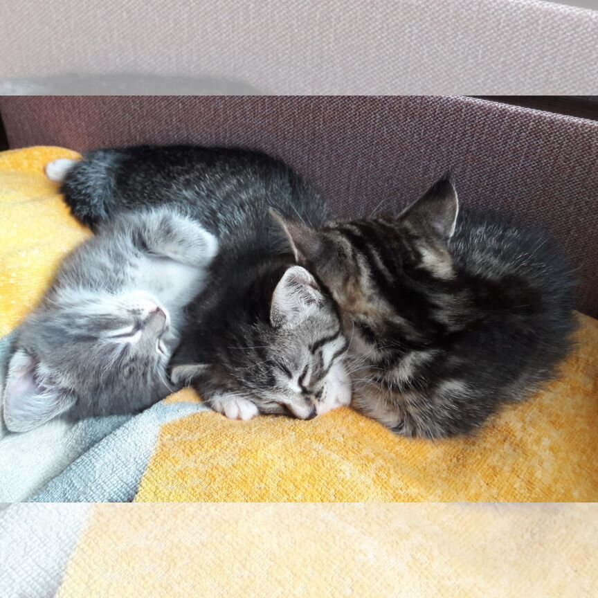 Котята в добрые руки бесплатно