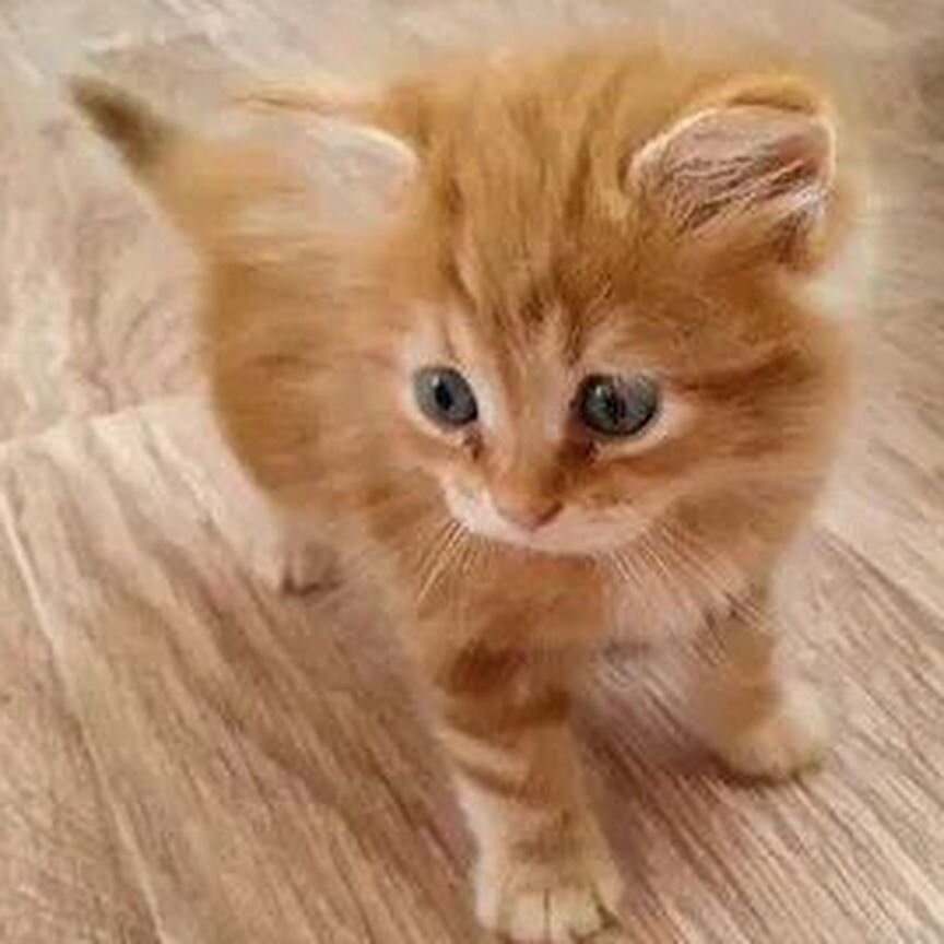 Сибирские рыжики