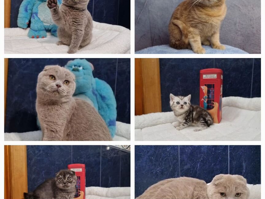 Шотландские вислоухие котята