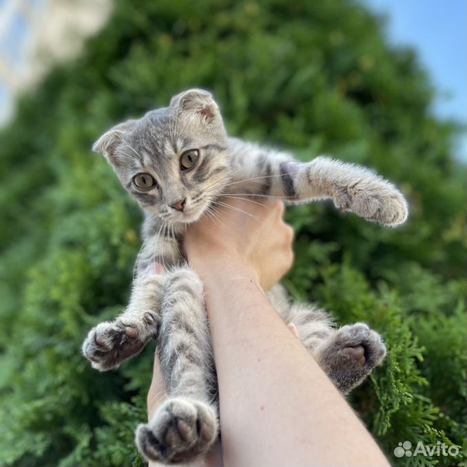Вислоушка девочка