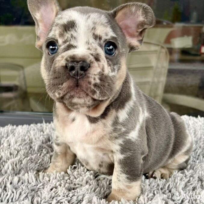 Французский будьдог редкого окраса