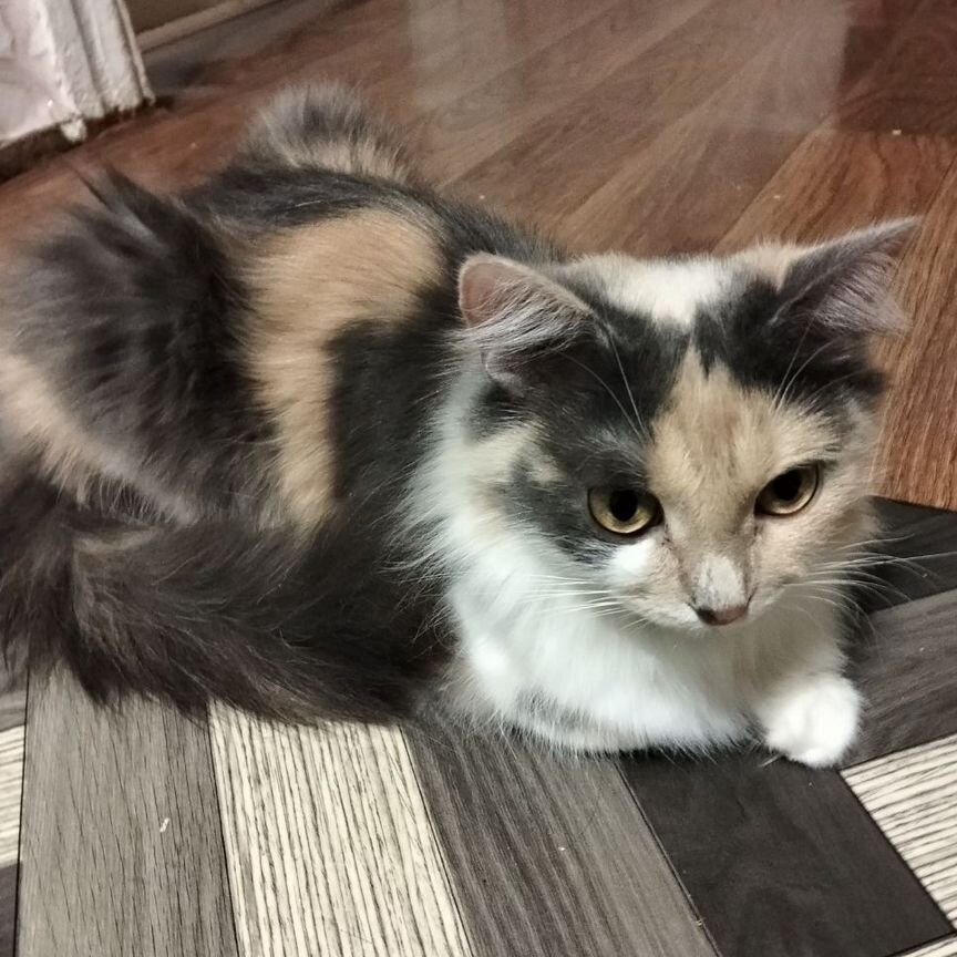 Персидская, взрослая кошка