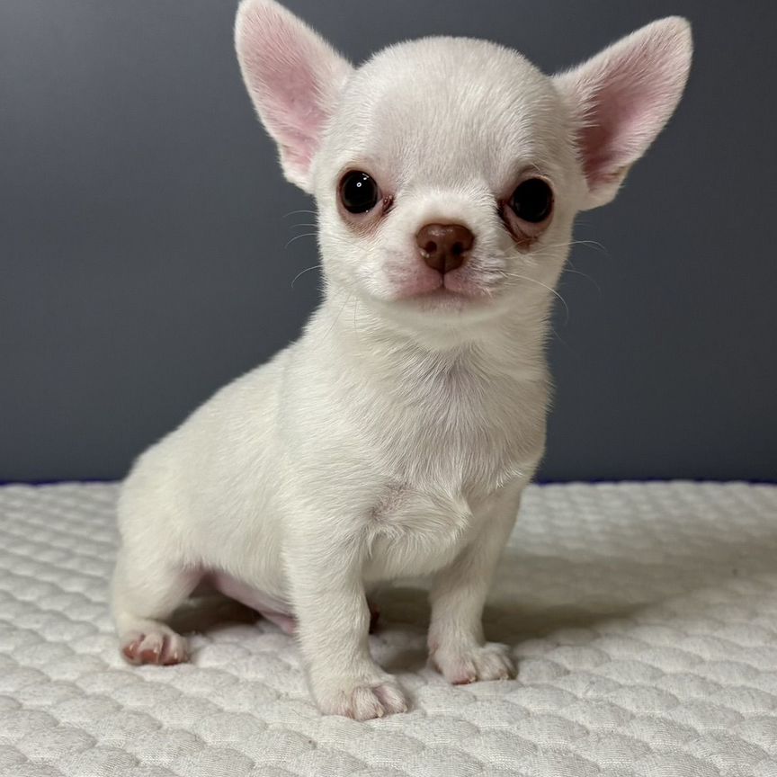 Чихуахуа, щенок