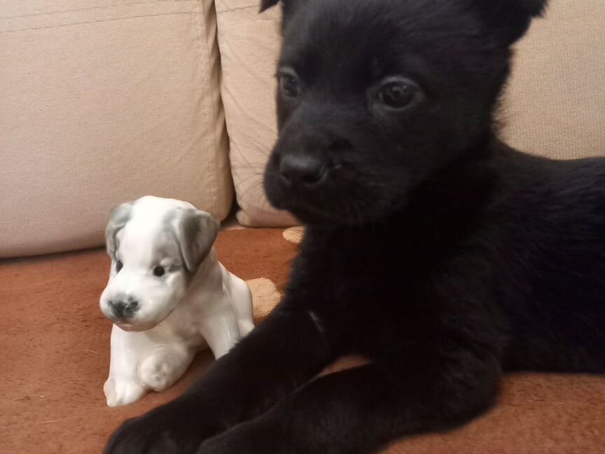 Щенок в добрые руки бесплатно