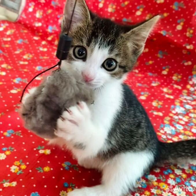 Умный, очень ласковый котенок в пятнышко мальчик