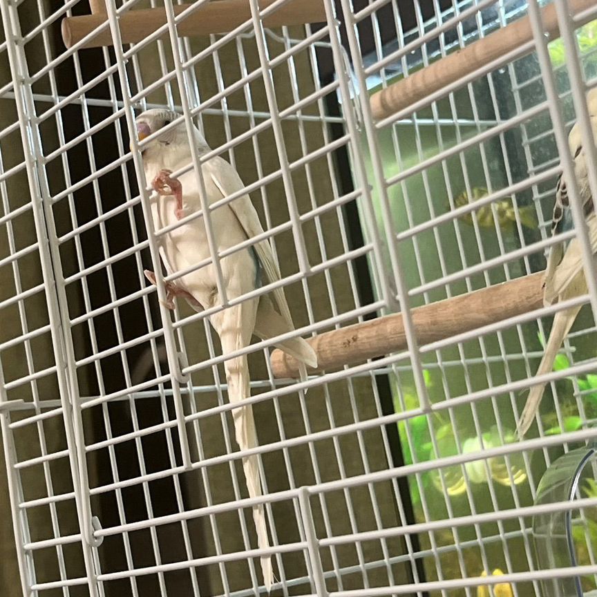 Волнистый попугай