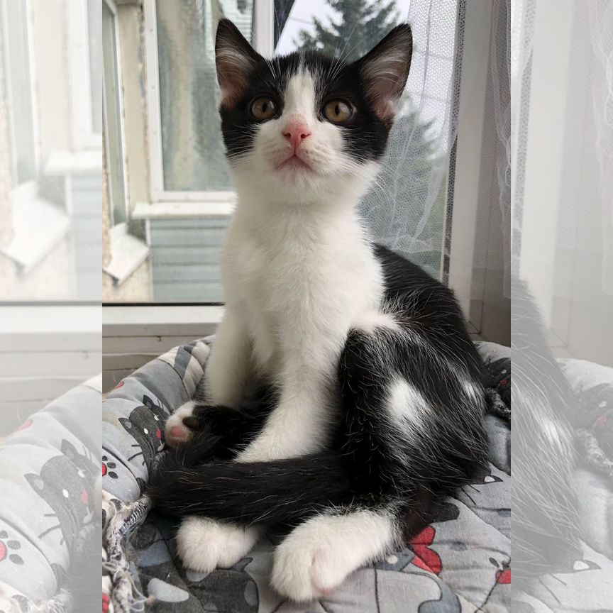 Котенок в добрые руки