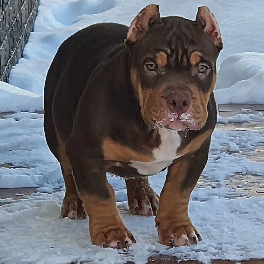 Американский булли, щенок