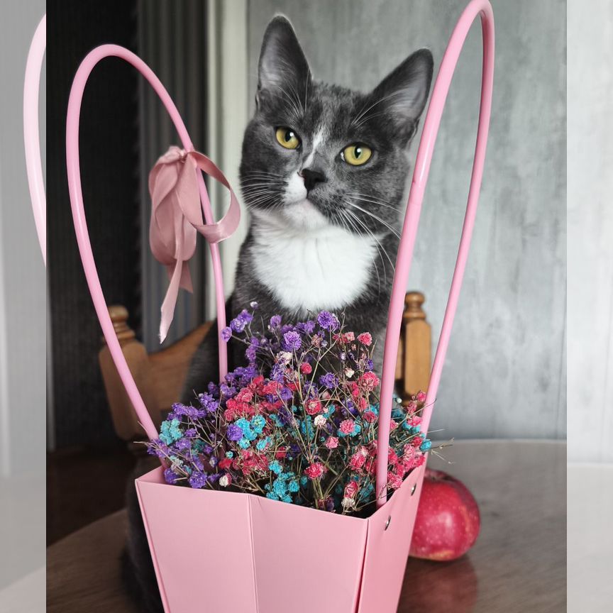 Отдам кота в добрые руки бесплатно