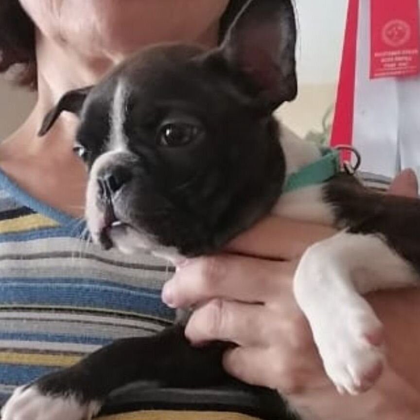 Бостон терьер щенки