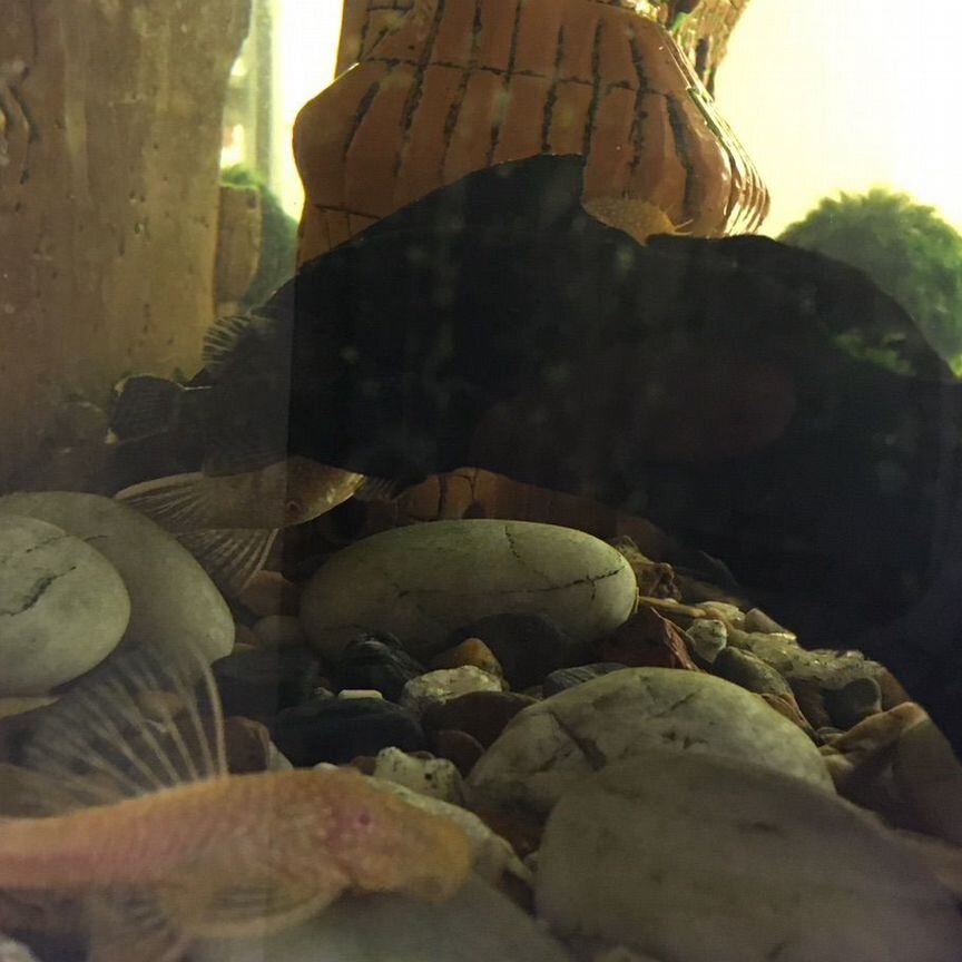 Сом анцитрус