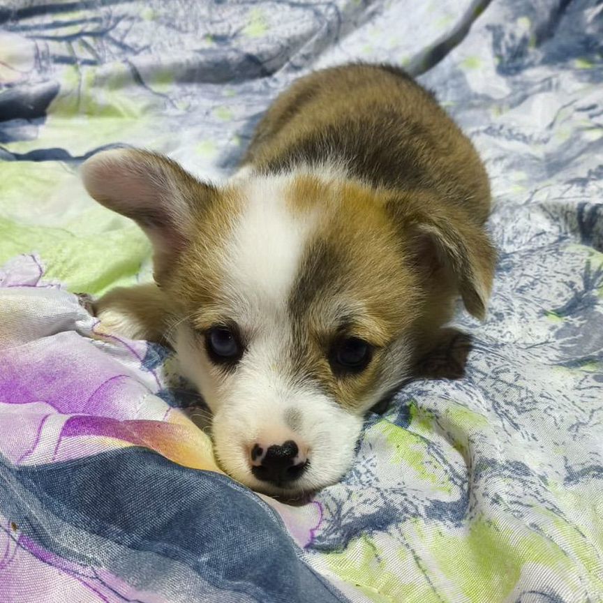 Вельш-корги пемброк