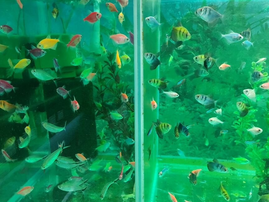 Аквариумные рыбки, сомики