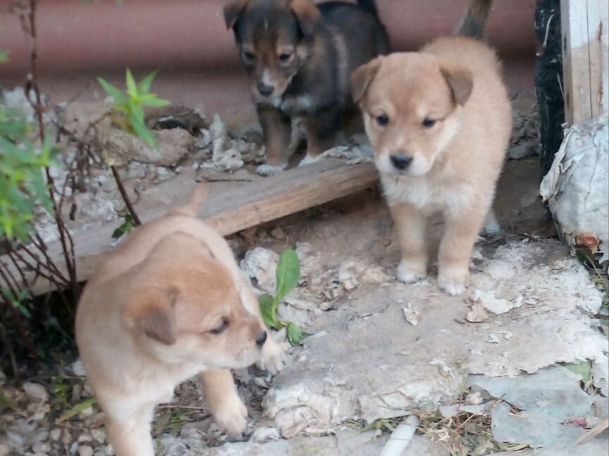 Щенки бесплатно