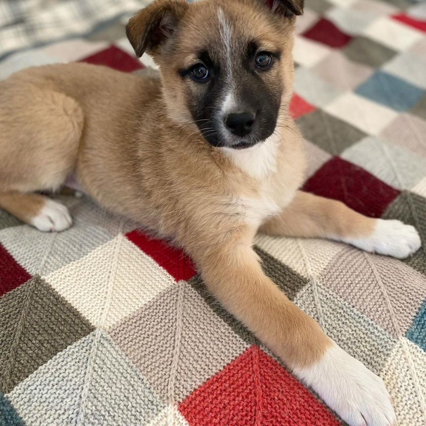 Щенок в добрые руки