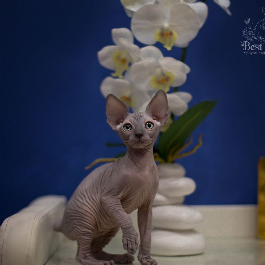 Канадский сфинкс котёнок
