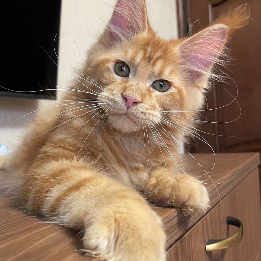 Котята мейн-кун