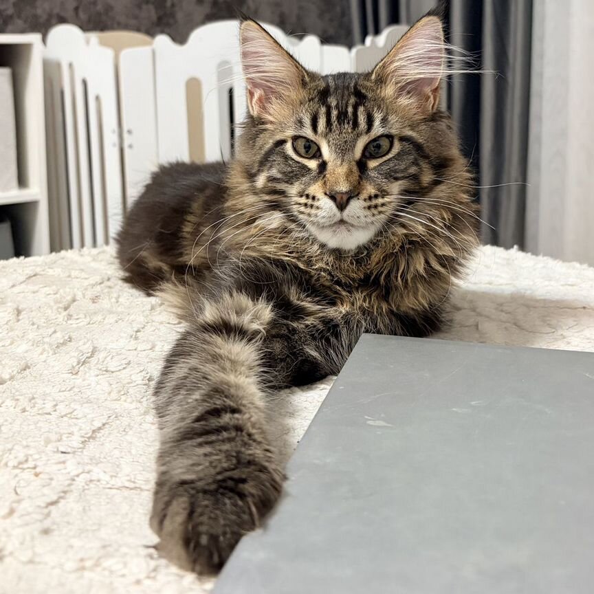 Мейн-кун котёнок