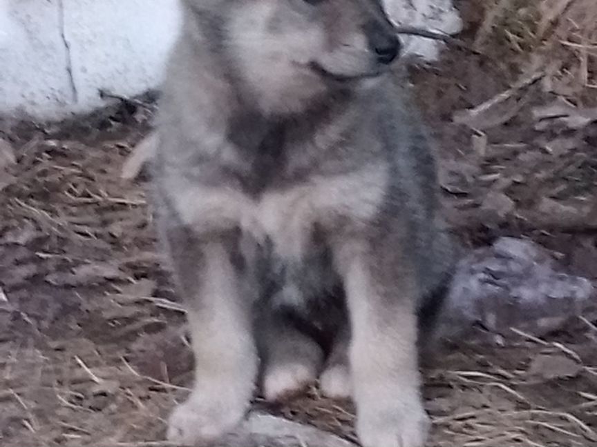 Помесь лайка