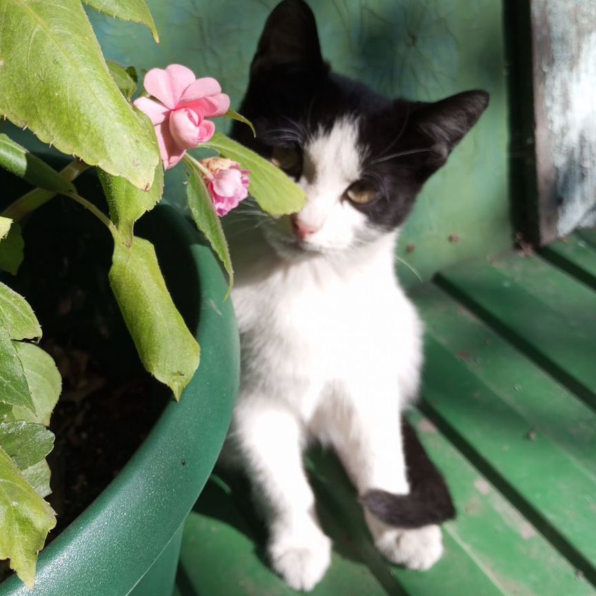 Котята