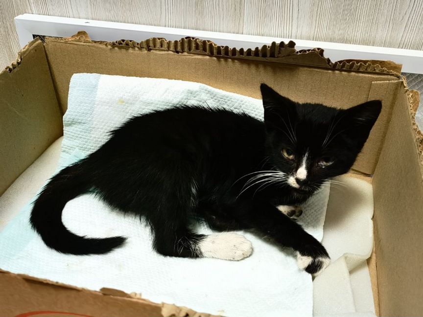 Котик в дар