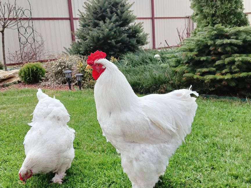 Петух и курица