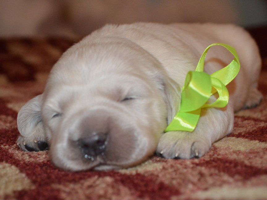 Щенки Золотистого ретривера