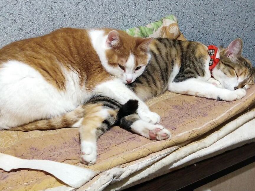 Кошка 1год, стерилизована