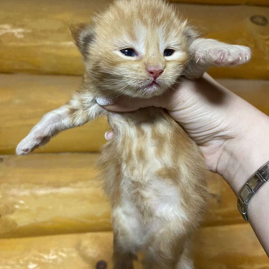 Котята мейн-кун